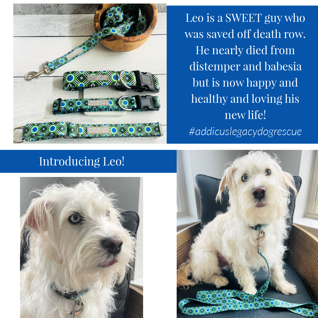 Shop Leo Dog Collar: Blue & Green Geometric Design – LuckyLoveDog